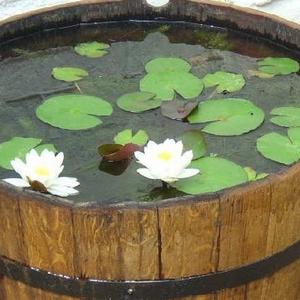 Jual Tanaman Teratai Mini | Tanaman Air - Kota Yogyakarta ...