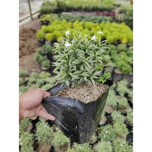 Jual Tanaman Hias Bunga Rombusa Mini Variegata - Kota Batu - PlantsTara ...