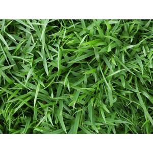 Jual Tanaman Rumput Jepang Per 1/2 Meter - Rumput Jepang Untuk Taman ...