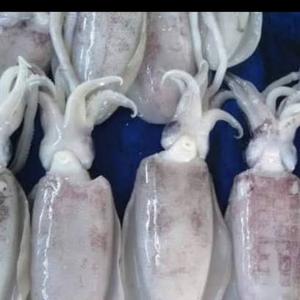 Jual C!U Cumi Tube Cumi Semampar Segar 1Kg - Kota Tangerang Selatan ...