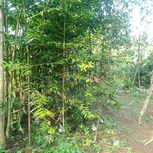 Jual tanaman hias pohon damar ukuran 2 meter - Kab. Bogor - Buttervla ...