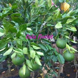 Jual New Pohon Jeruk Dekopon Udah Berbuah Original - Jakarta Barat ...