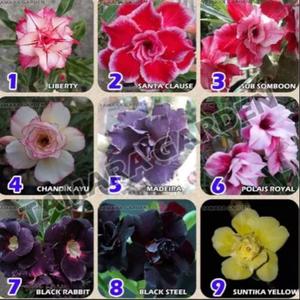Jual Paket 20 jenis tanaman adenium bunga tumpuk - tanaman hias Kam ...