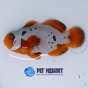 Jual clownfish hybrid clown fish nemo designer maroon collection ...