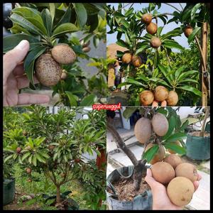 Jual Tanaman Pohon Sawo Jumbo Tinggi 1 Meter Batang Besar Sudah ...