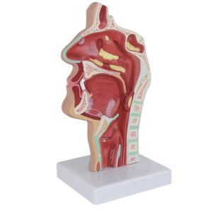 Jual 1:1 Human Nasal Anatomy Model Rhinitis Nasal Lesions Model Nose ...