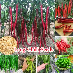 Jual New High Yielding Variety And Long Chilli Seeds Planting 50 Seeds ...
