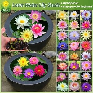 Jual mini Lotus biji/benih-100% Legit Bonsai Lotus Water Lily Seeds ...
