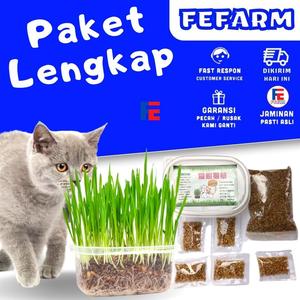 Jual Paket Rumput Kucing Cat Grass Wheatgrass Rumput Benih Gandum ...