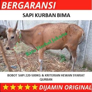 Jual BIG SALE Sapi Kurban Bima Berkualitas Untuk Idul Adha/Aqiqah bobot ...