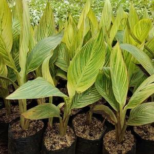 Jual tanaman hias pisang kana golden bunga heliconia golden Tanaman ...