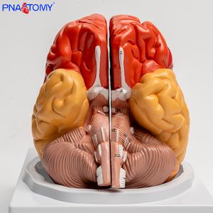 Jual Gojofy Natural Brain Model Anatomy Medical School Teaching Tool ...