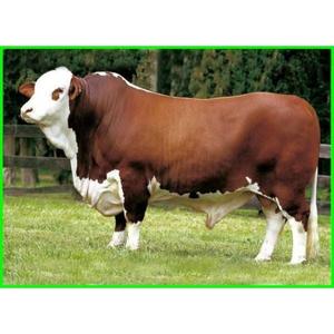 Jual NEW VGT Sapi - Nutrisi Sapi - VGT Sapi Nutrisi - Kota Bandung - CV ...