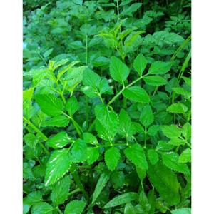 Jual KUKURING Daun Tespong Segar 500 gram - Daun Seladren Bisa Untuk ...