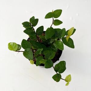 Jual Ficus pumila repens / Tanaman rambat / Beringin / Paludarium ...