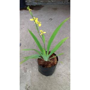 Jual JT-2024 TANAMAN HIAS IRIS KUNING (IRISH KUNING) - Kota Surabaya ...
