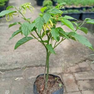 Jual Tanaman Bunga Kenanga, Pohon Kenanga, Bibit pohon kenanga - Kota ...