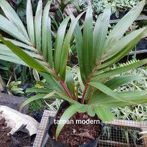 Jual POHON PALM BOTOL-bibit tanaman palm botol Axx - Jakarta Barat ...