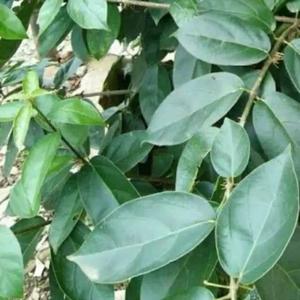 Jual Daun Cincau Jelly Segar 500gram - Kota Bekasi - Herbal organik ...