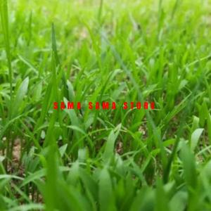 Jual Benih Biji Rumput Signes Gras - rumput Pakan ternak dan ...