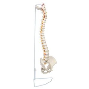 Jual Spine Model 85CM Life Size Spinal Cord Model with Vertebrae ...