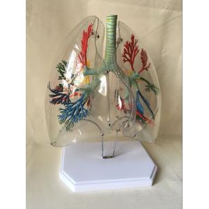 Jual Anatomical lung model of transparent lung segment in human body ...