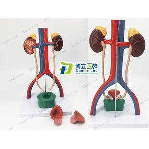 Jual Human Urinary System Anatomical Model Kidney Ureter Bladder ...