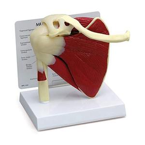 Jual Muscle Shoulder Model, Human Anatomy Right Shoulder Joint Muscle ...