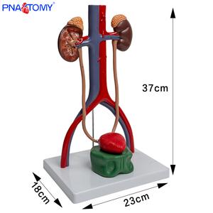 Jual 1:1 urinary and reproductive system model, kidney anatomy mold ...