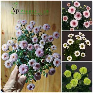 Jual 【BELI 1 GRATIS 1 TANAMAN】BUNGA TANAMAN HIDUP ASLI KRISAN ASTER ...