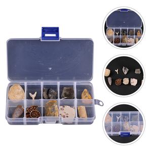 Jual Specimen Teaching Kit Model Orthoceras Collection Paleontology ...