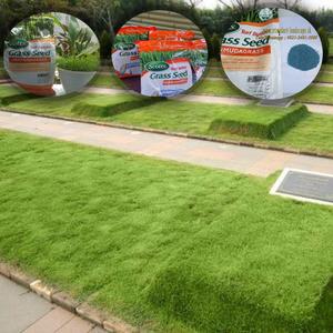 Jual biji rumput untuk makam, benih rumput 100 gr + anti rayap ...