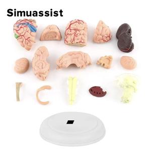Jual 4D Medical Removable Mini Brain Model Assembled Model Structure Of ...