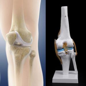 Jual Model Anatomi Sendi Lutut Manusia Flexible Skeleton/Anatomi Knee ...