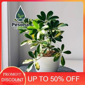 Jual DWARF UMBRELLA TREE WALISONGO bibit Tanaman hias indoor dalam ...