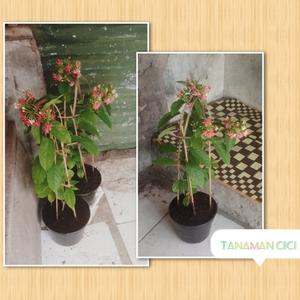 Jual PTC tanaman melati belanda on pot bunga merah wangi merambat ...
