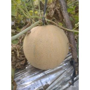 Jual [Garansi] Benih Melon Madu Jumbo Amanda Tavi F1 (Bisi/ Terbaru Cap ...