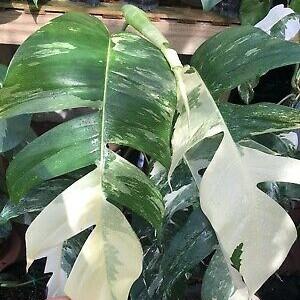 Jual [Ready Stock] Tanaman Hias Monstera Epipremnum Pinatum Variegata ...