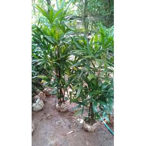 Jual POHON PALEM WAREGU/TANAMAN INDOR / [POPULER] - Kab. Bandung ...