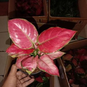Jual AGLONEMA RED ANJAMANI - TANAMAN HIAS AGLONEMA RED ANJA [POPULER ...