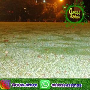 Jual BENIH RUMPUT MANILA 1KG/BIJI RUMPUT JOYSIA MATRELLA/ZOYSIA ...