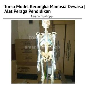 Jual PROMO Torso Model Kerangka Manusia Dewasa | Alat peraga Pendidikan ...