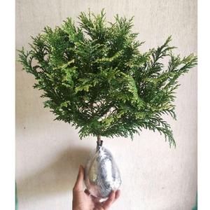 Jual Pohon Cemara Putih / Cemara inoki Ukuran dewasa rimbun - Jakarta ...