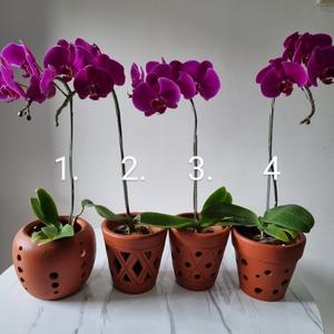 Jual POT ANGGREK TANAH LIAT UNTUK TANAMAN ANGGREK BANYAK LUBANG ...