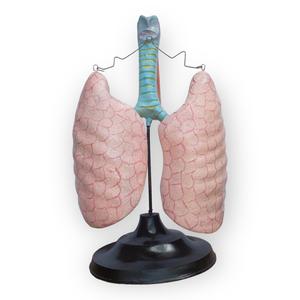 Jual Torso Anatomi Model Paru-Paru - Kota Depok - TBbajaringan | Tokopedia