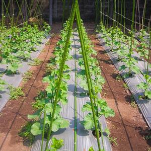 Jual Tm Tiang Penyangga Tanaman 150 Cm X 11 Mm Ajir Tanaman Plant Stake ...