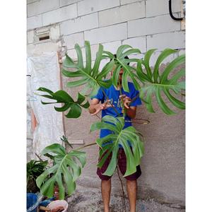Jual Monstera Brazilian Form Besar - Kab. Cianjur - Ruang Hijau Cianjur ...