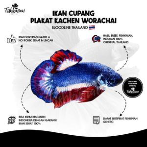 Jual IKAN HIAS CUPANG PLAKAT KACHEN WORACHAI - LINE THAILAND - Jakarta Pusat - Pet Grooming Shop ...