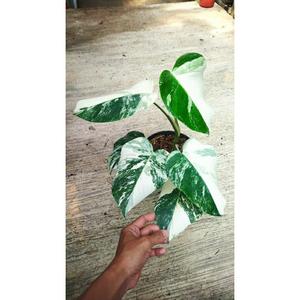 Jual Monstera Thailand ekonomis | FREE Karsteanum, flobe dll | Monvar ...