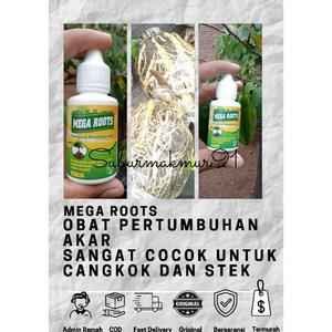 Jual Mega Roots / PENUMBUH AKAR pohon bibit tanaman buah tanaman hias ...